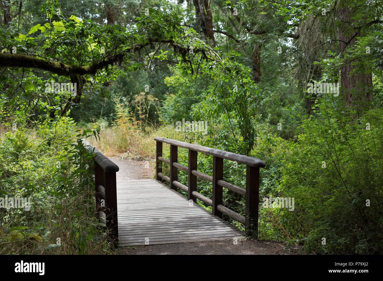 A foot bridge on a hiking trail at Mount Pisgah Arboretum in ...