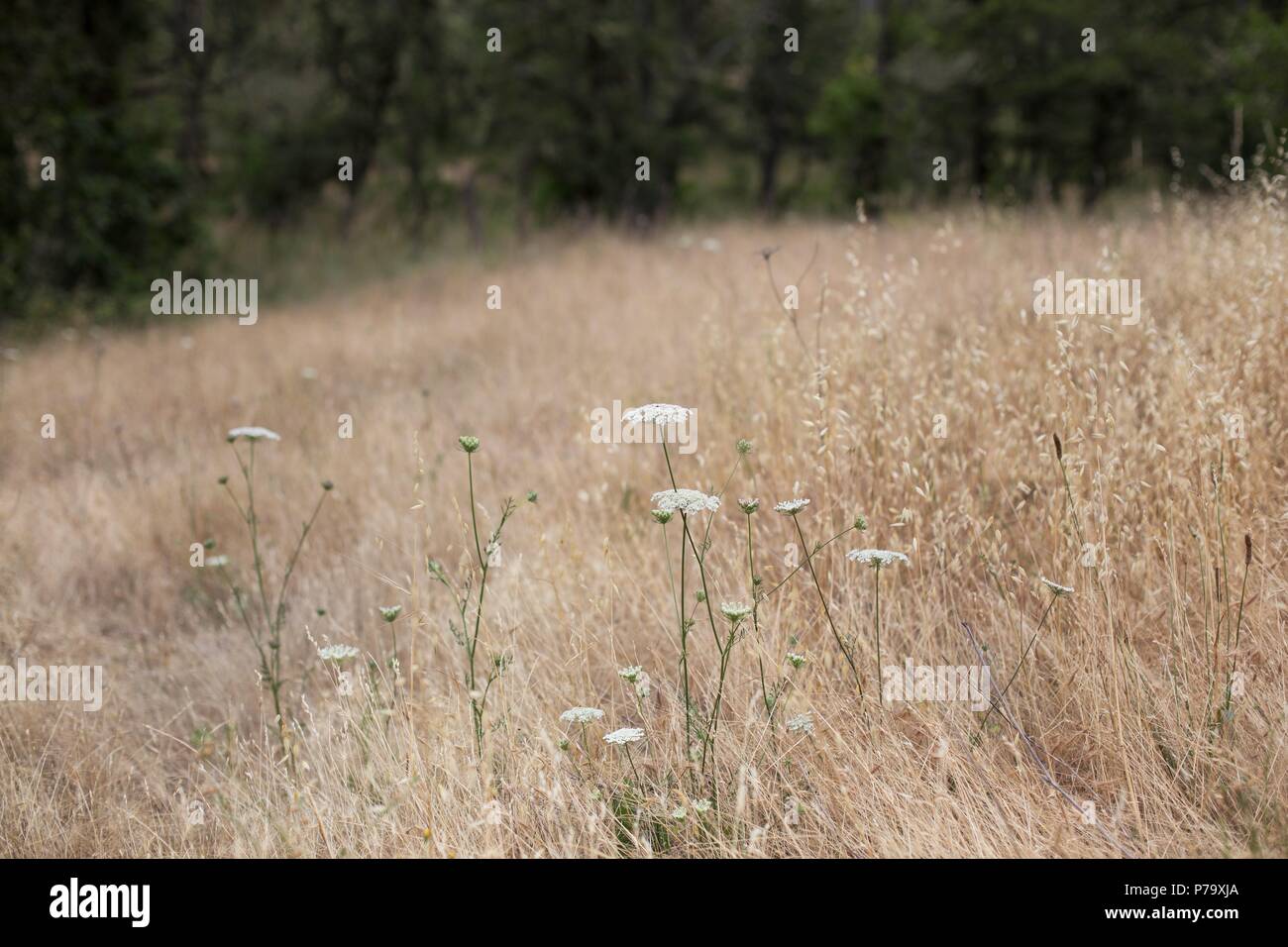 Queen Anne's Lace, growing in a field at Mount Pisgah Arboretum in ...
