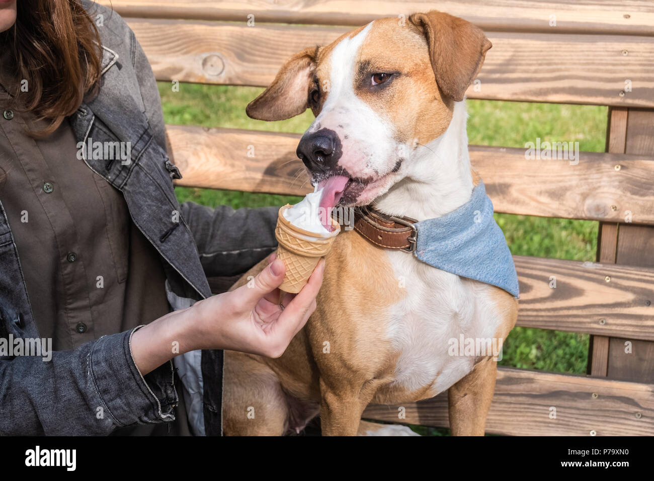 Dog ice cream hi-res stock photography and images - Alamy