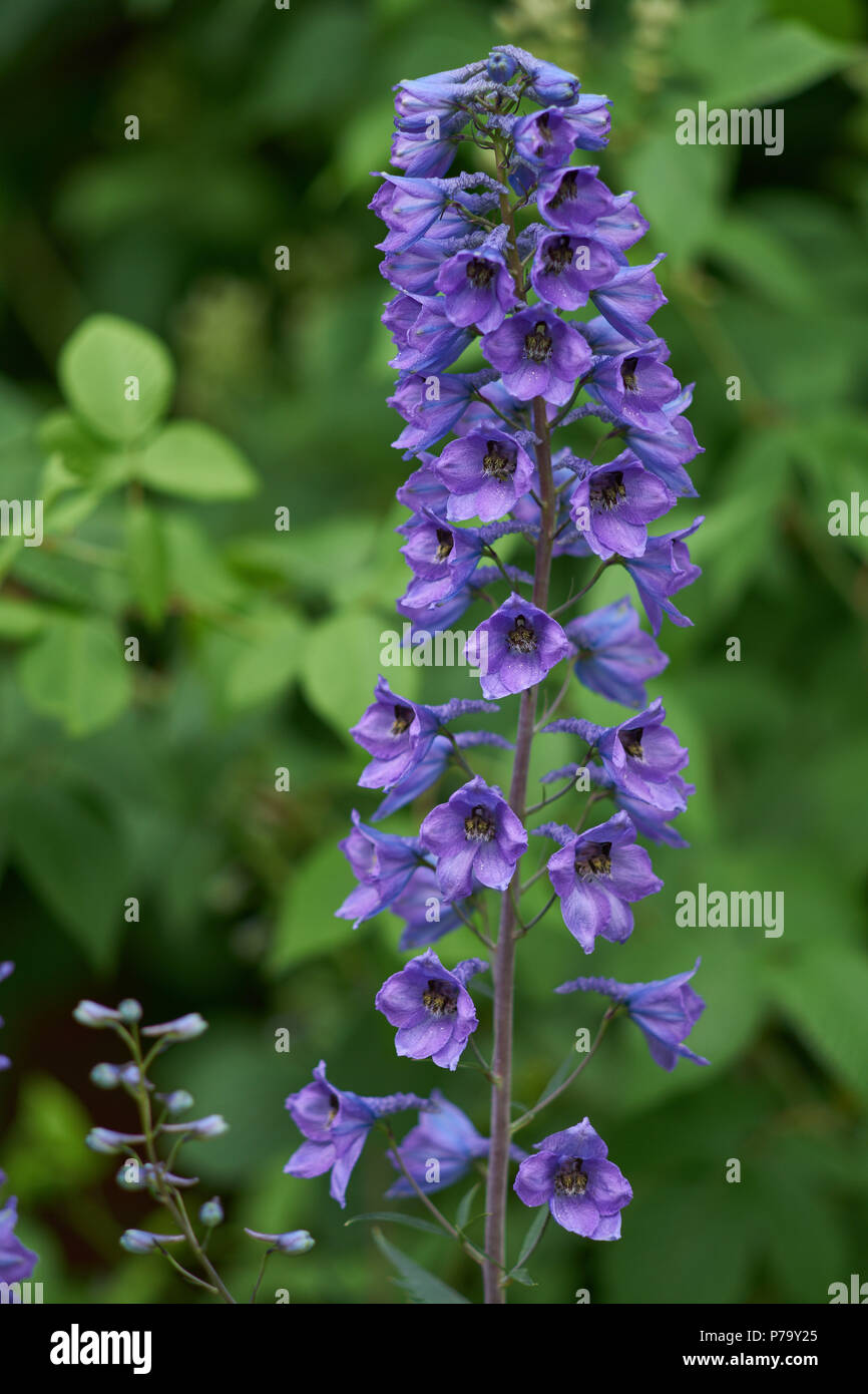 Purple alpine delphinium blooming hi-res stock photography and images ...