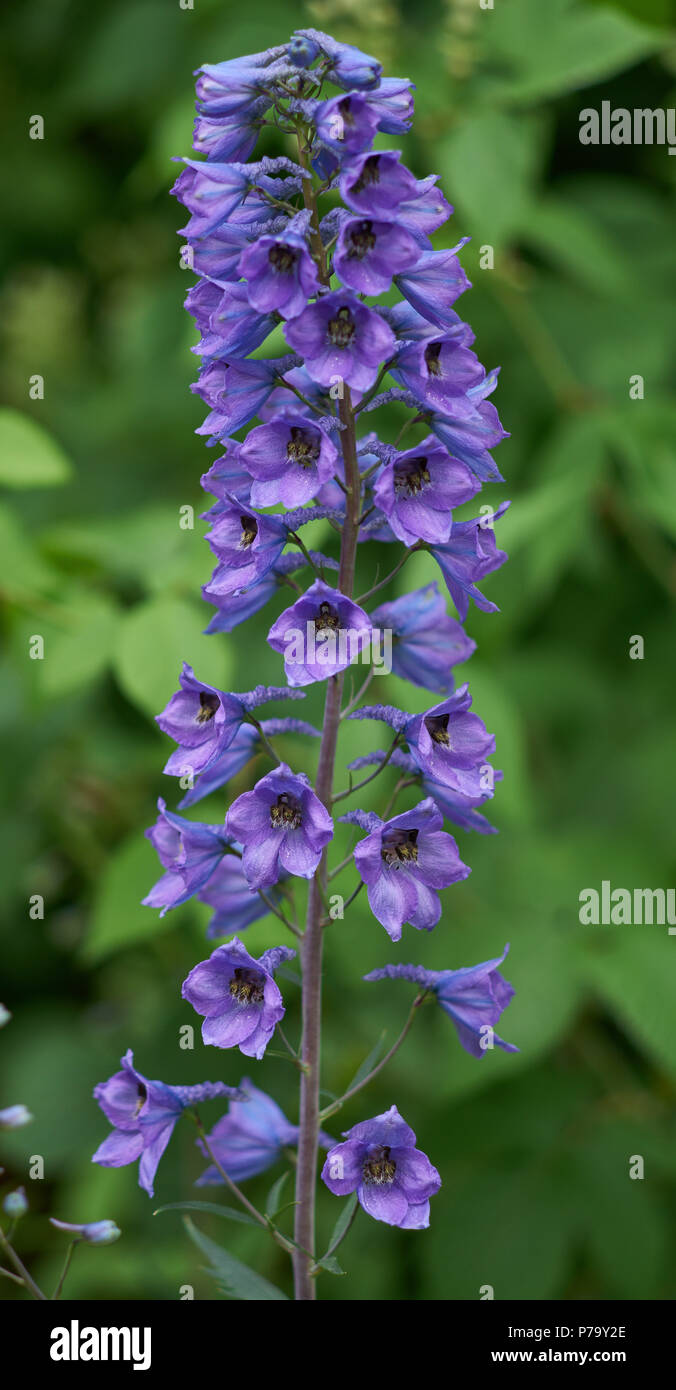 Larkspur flowers in full bloom hi-res stock photography and images - Alamy