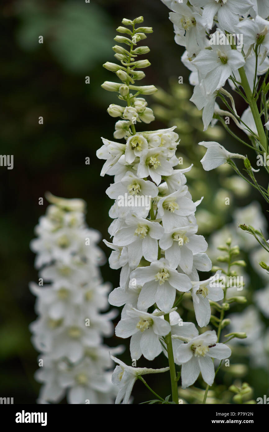 Candle larkspur delphinium elatum hi-res stock photography and images ...