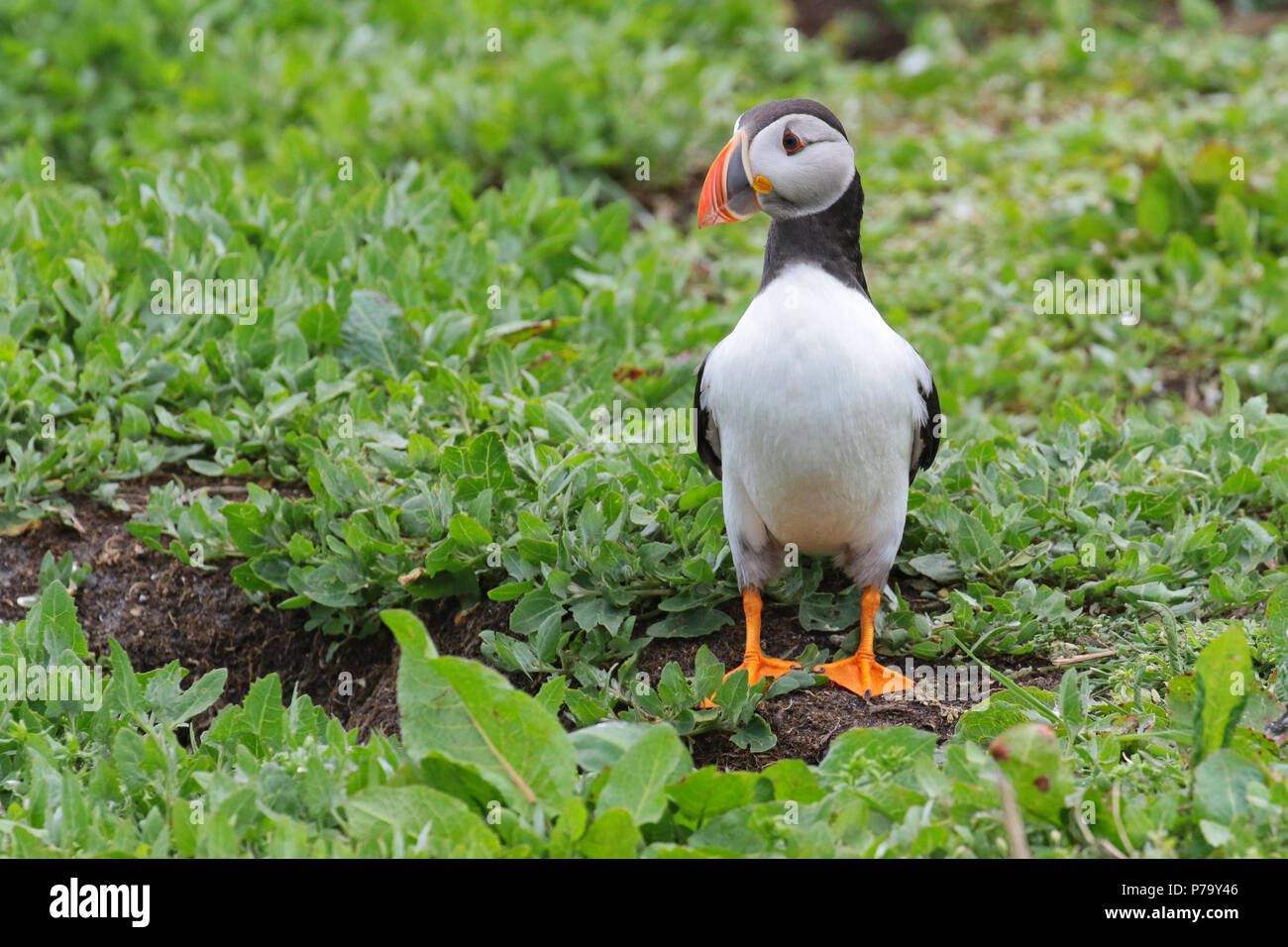 Atlantic Puffin Burrow High Resolution Stock Photography and Images - Alamy