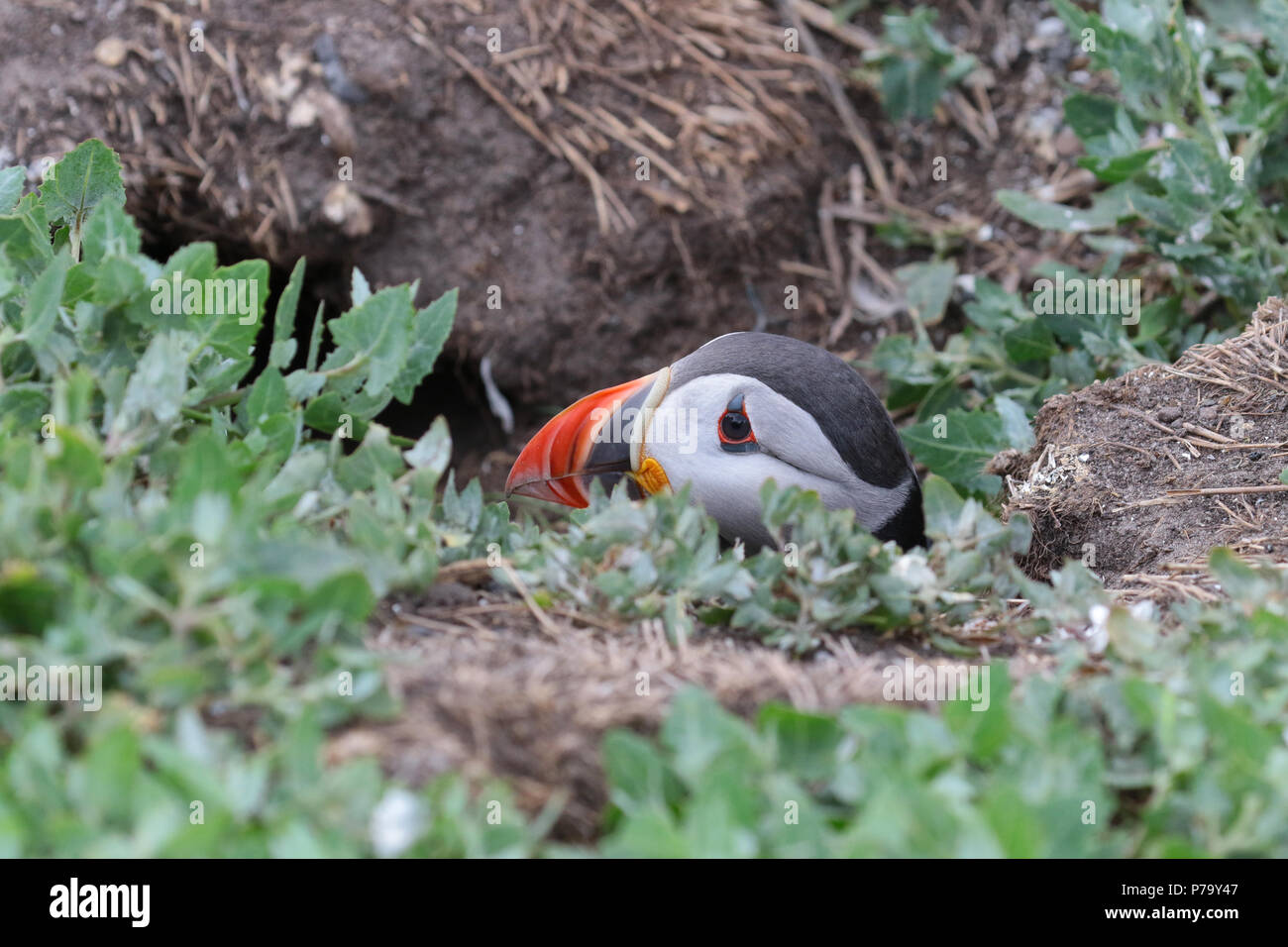 Atlantic puffin emerging from it's burrow Stock Photo - Alamy