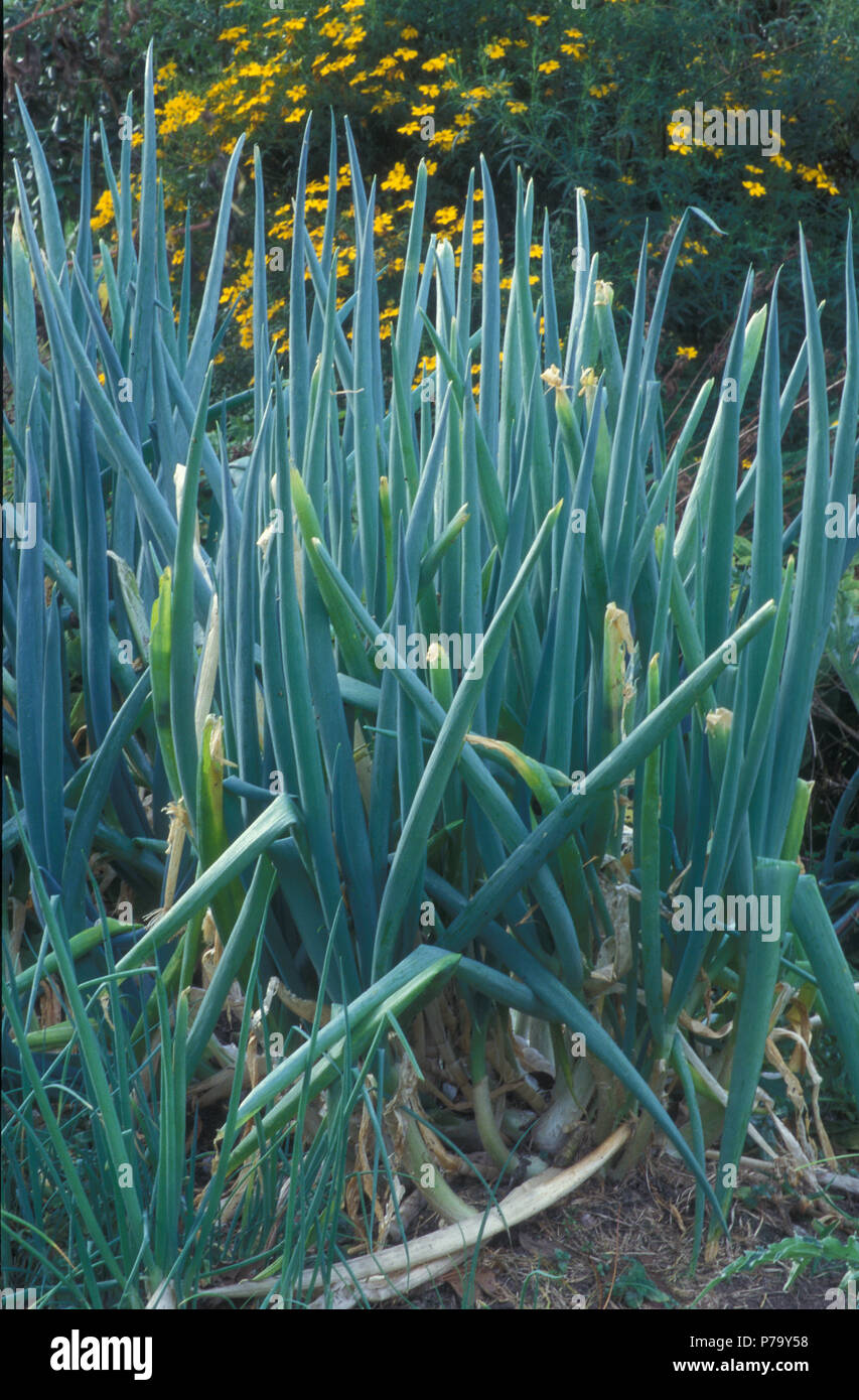 SPRING ONIONS GROWING (ALLIUM) IN SMALL VEGETABLE GARDEN IN AUSTRALIA ...