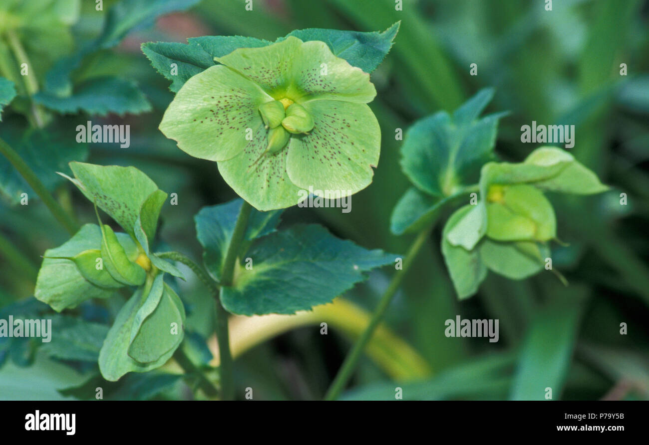 Lenten roses hi-res stock photography and images - Alamy