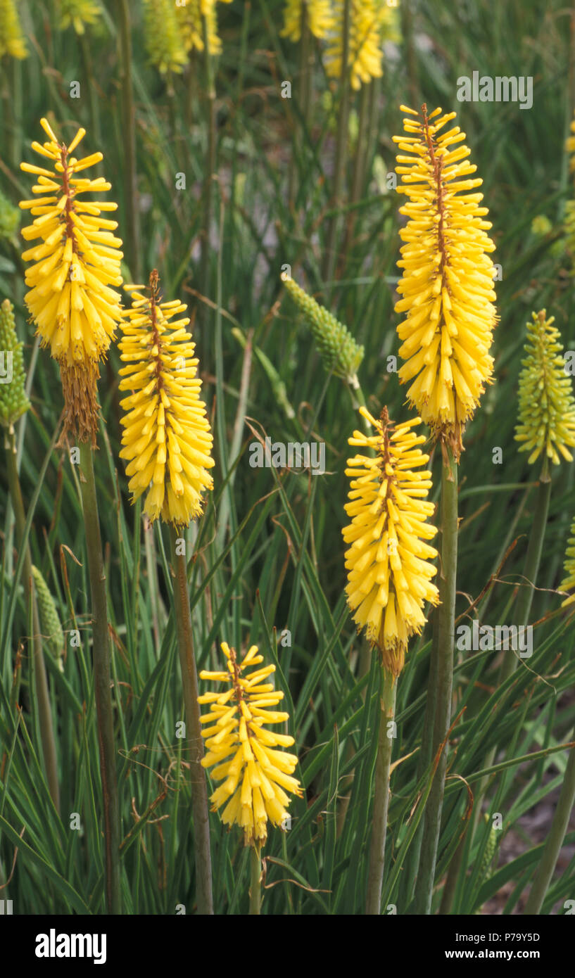 Yellow torch lily hi-res stock photography and images - Alamy