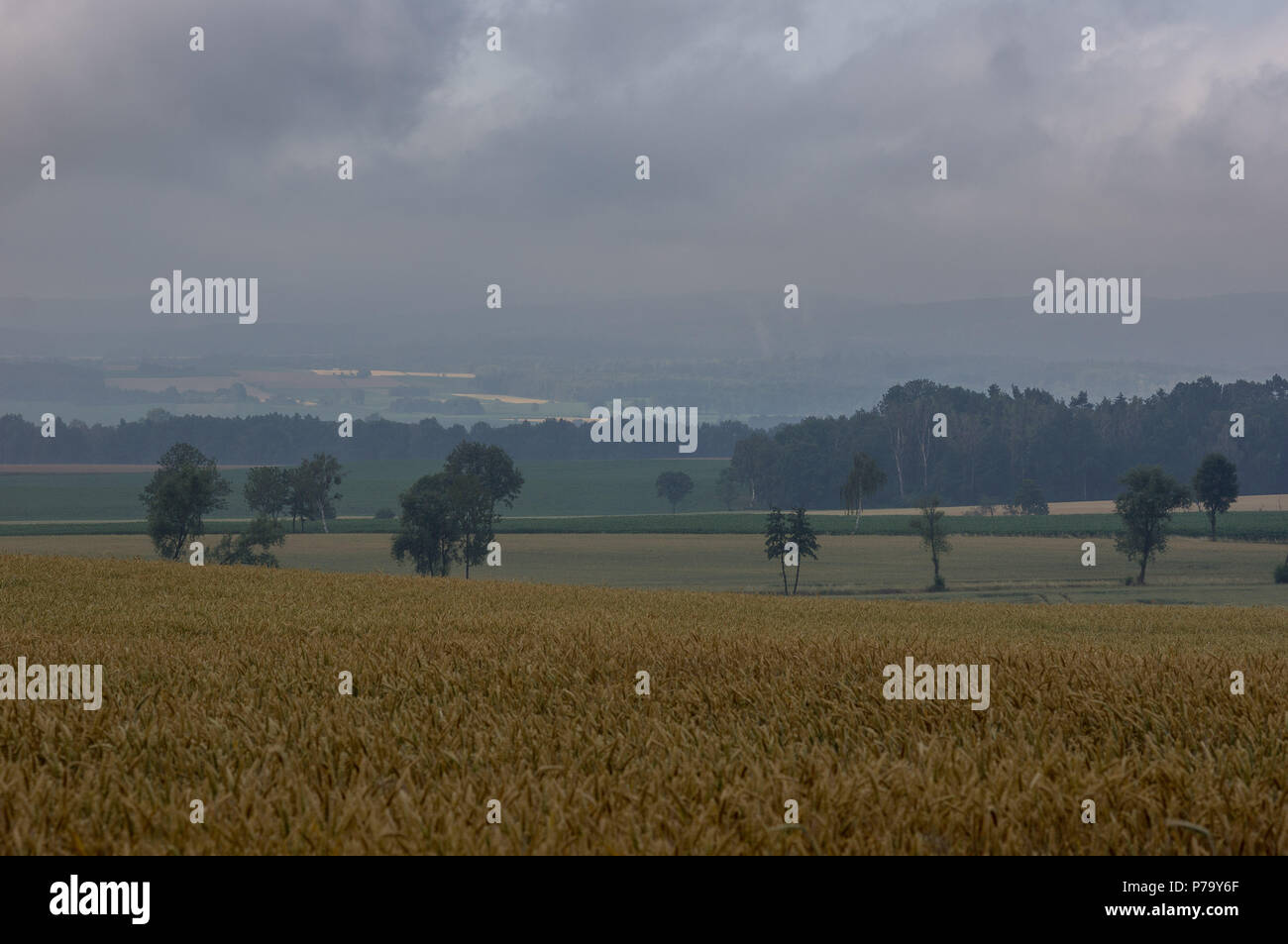 Summer storm with rain over fields of ripening grain Lower Silesia ...