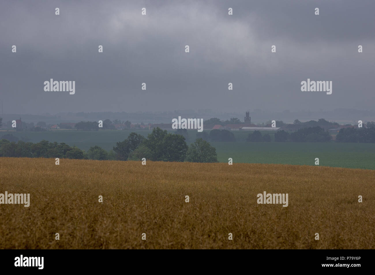 Summer storm with rain over fields of ripening grain Lower Silesia ...