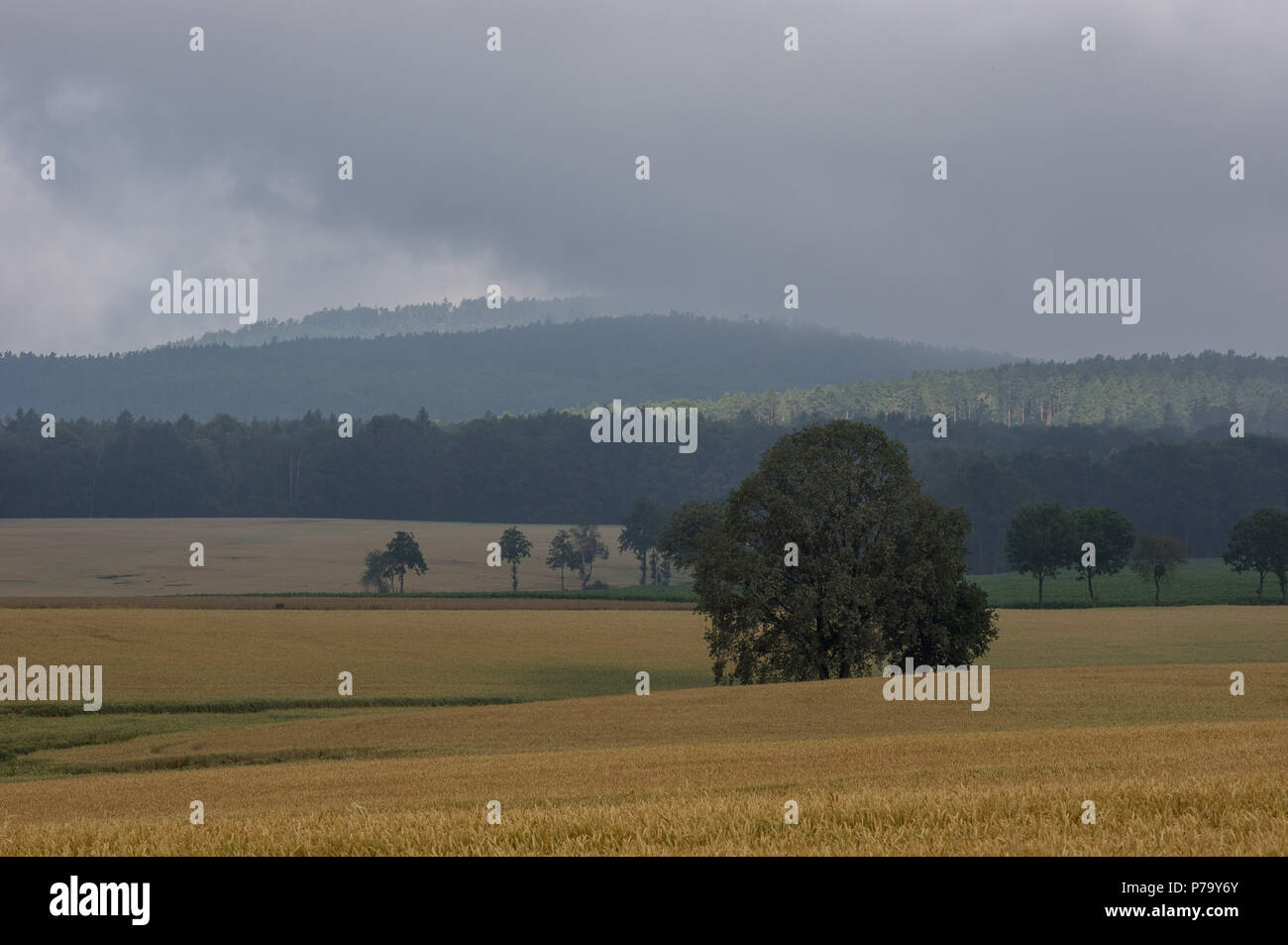 Storm with rain over fields of ripening grain hi-res stock photography ...