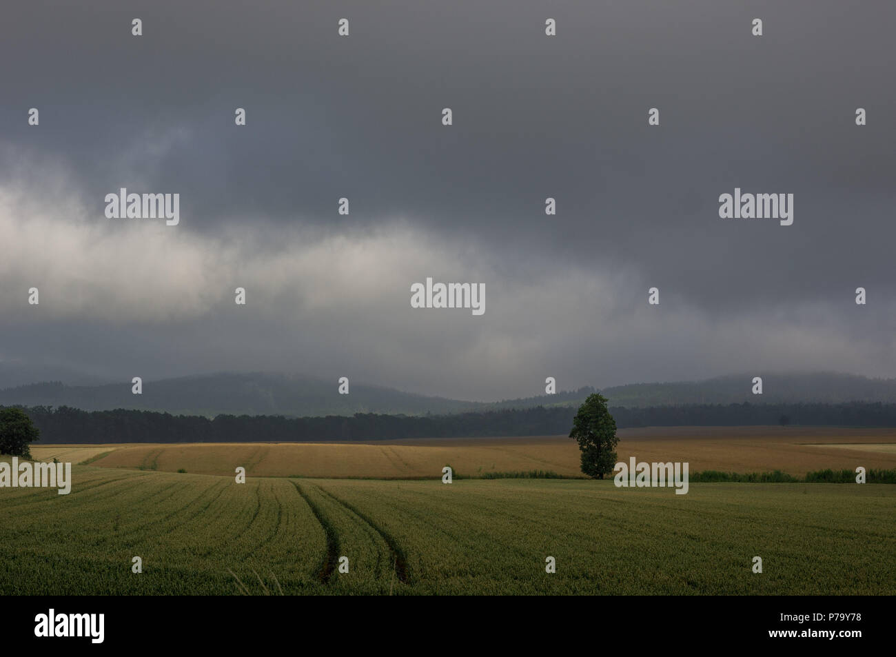 Summer storm with rain over fields of ripening grain Lower Silesia ...