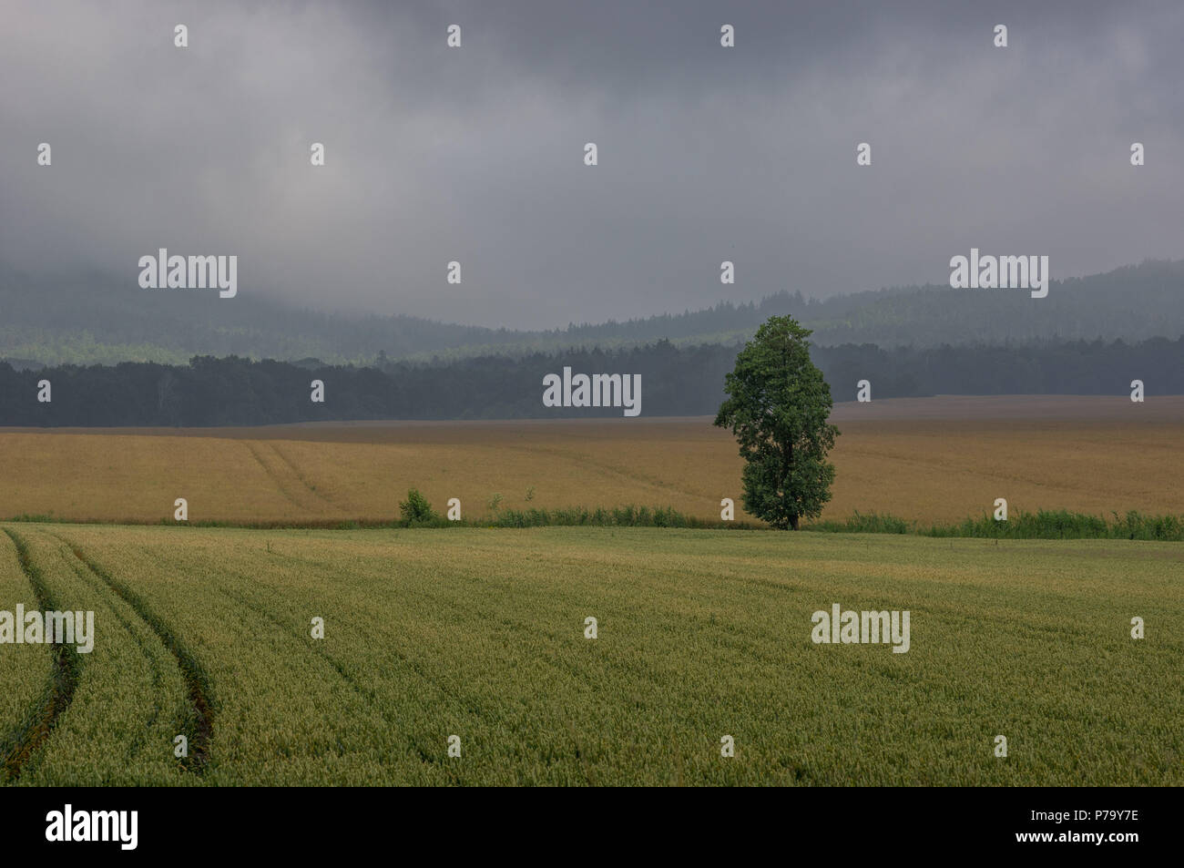 Summer storm with rain over fields of ripening grain Lower Silesia ...