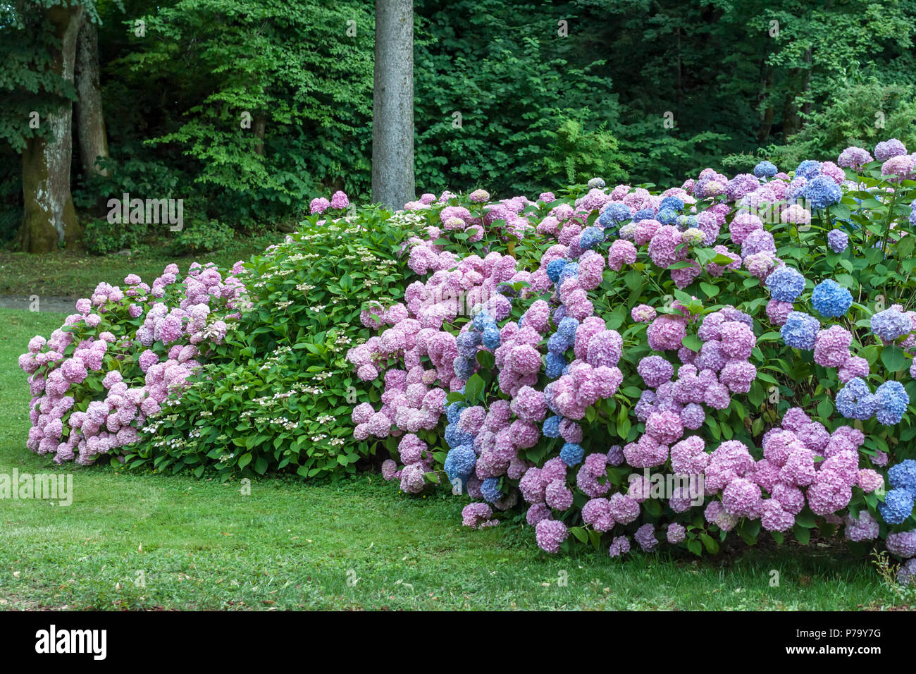 Beautiful pink blue hydrangea hi-res stock photography and images - Alamy