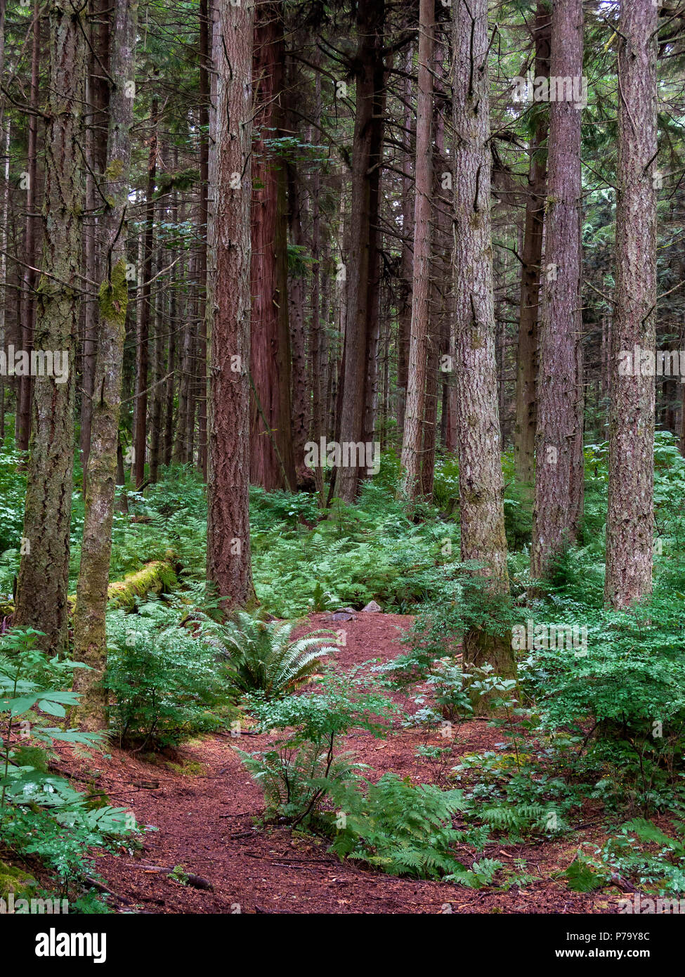 western hemlock and douglas fir conifers forest in british columbia ...
