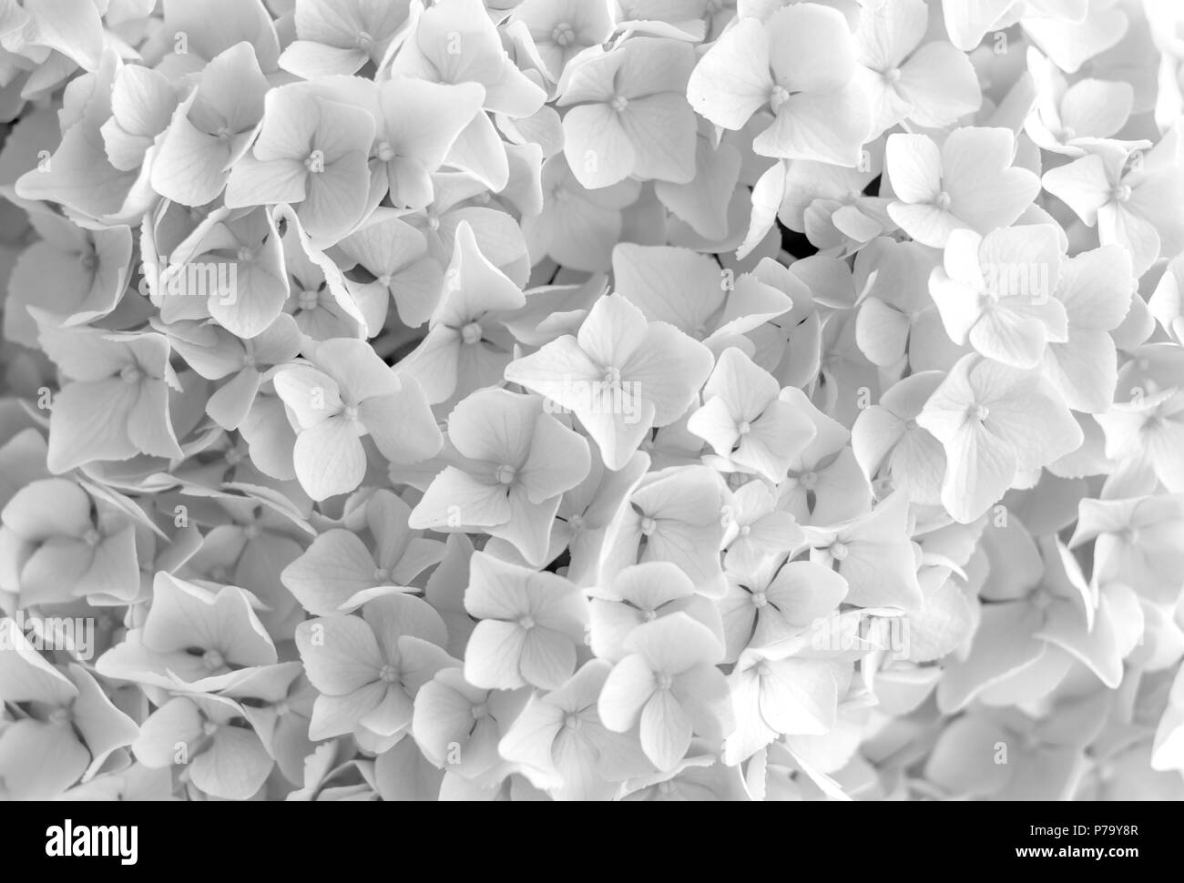 white blooming hydrangea background Stock Photo - Alamy