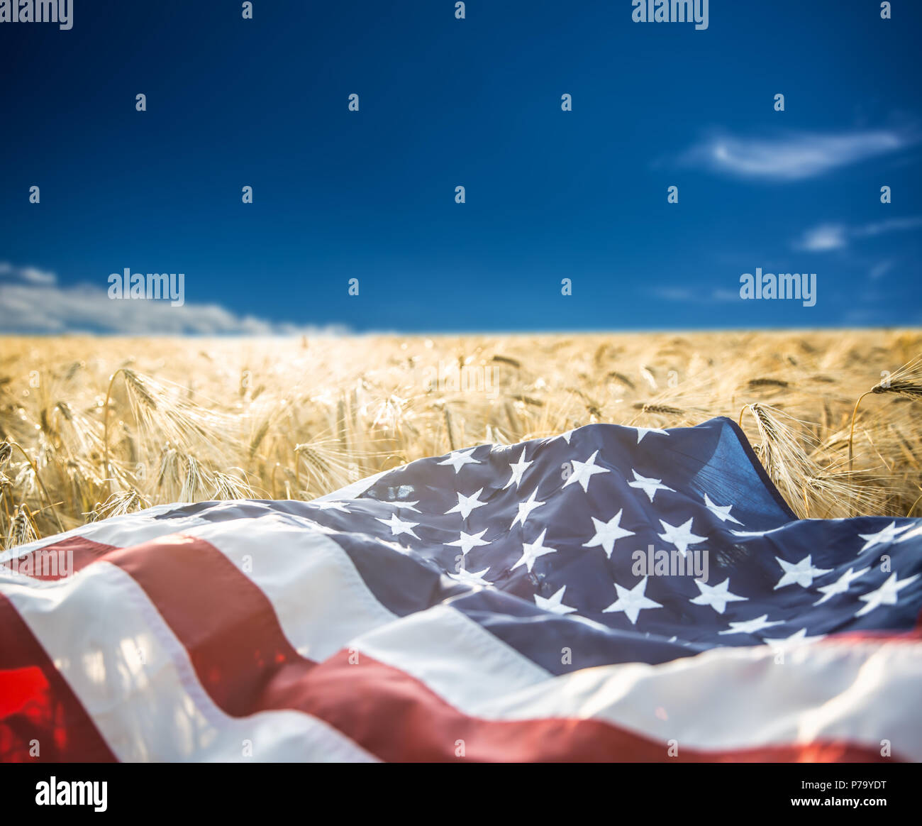 American Flag Field Corn High Resolution Stock Photography and Images ...