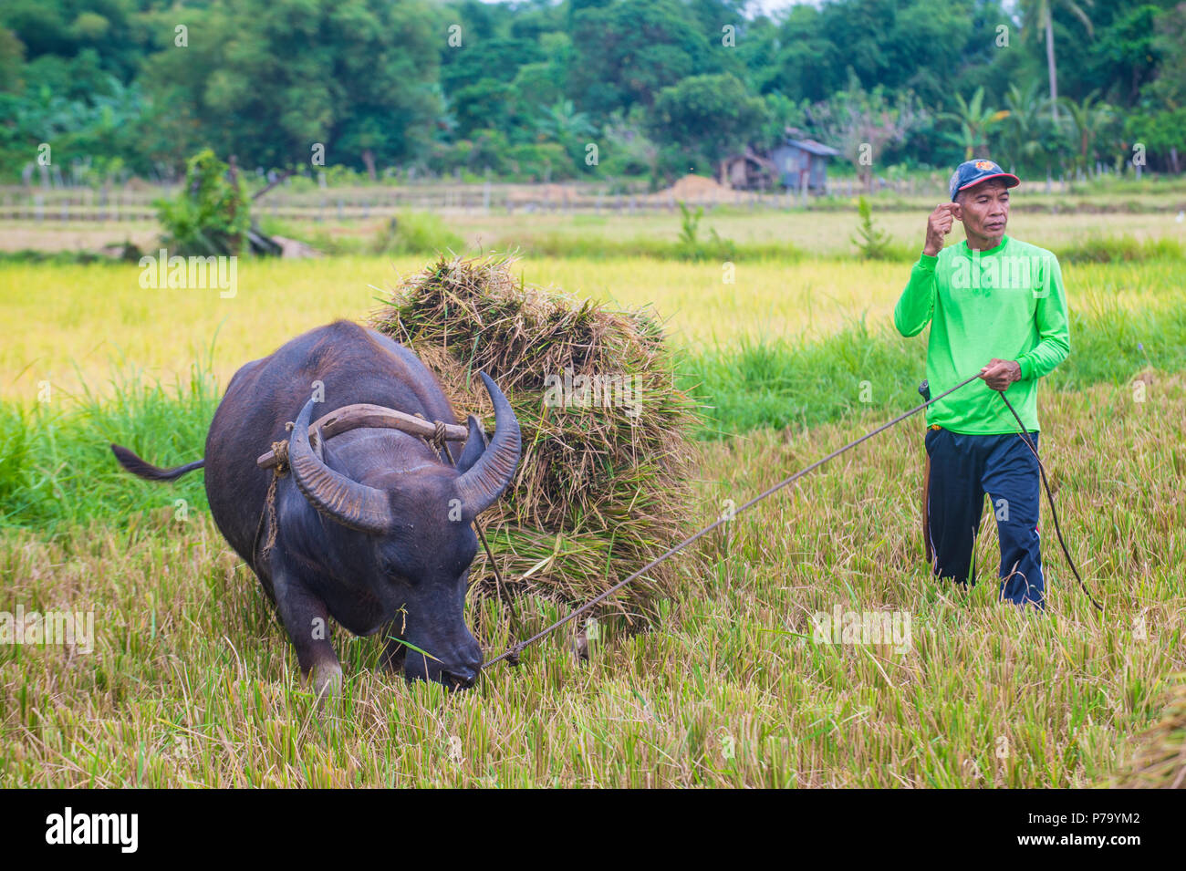 Filipino farmer working at a rice field in Marinduque island The ...