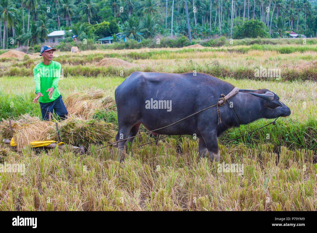 Philippines rice field hi-res stock photography and images - Alamy