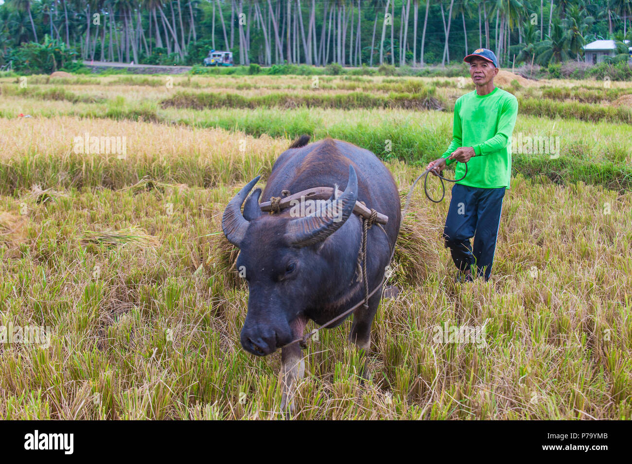 Philippines rice field hi-res stock photography and images - Alamy