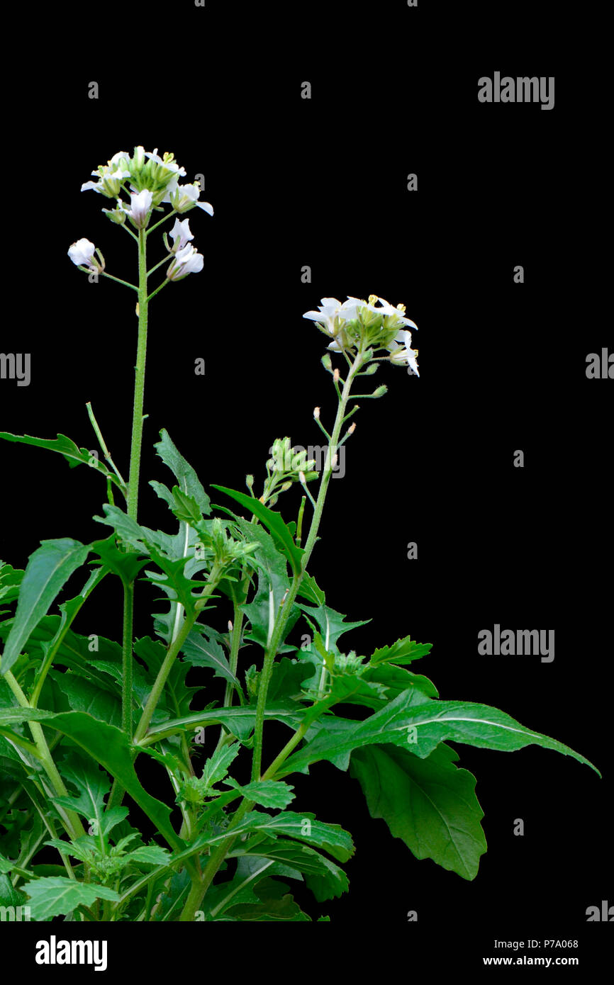 White rocket hi-res stock photography and images - Alamy