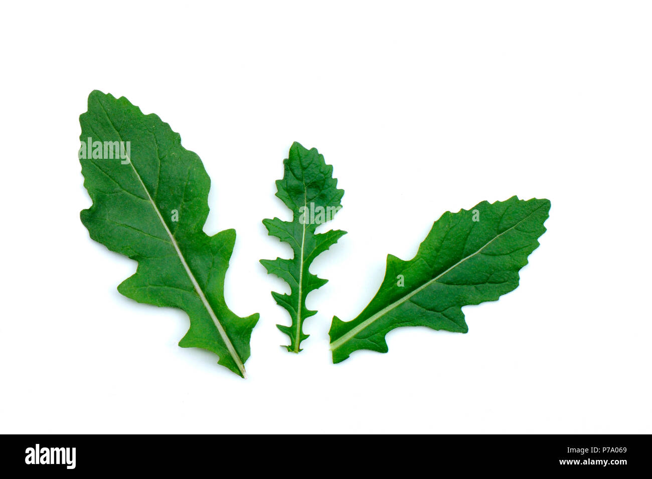 Wild White Rocket, Diplotaxis erucoides Stock Photo - Alamy