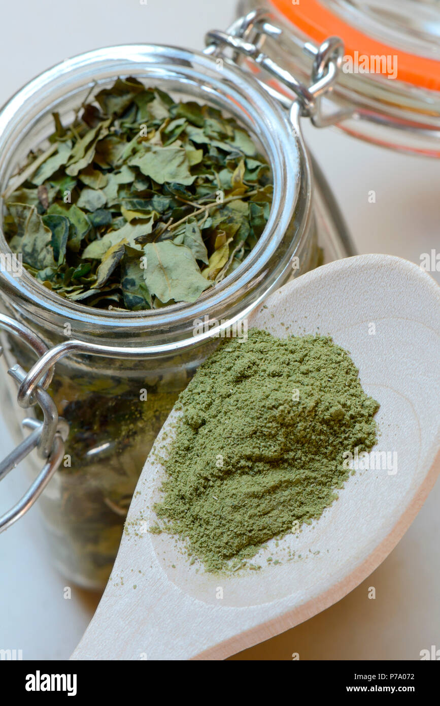 Dried Moringa leaves and Moringa powder, Moringa oleifera Stock Photo ...