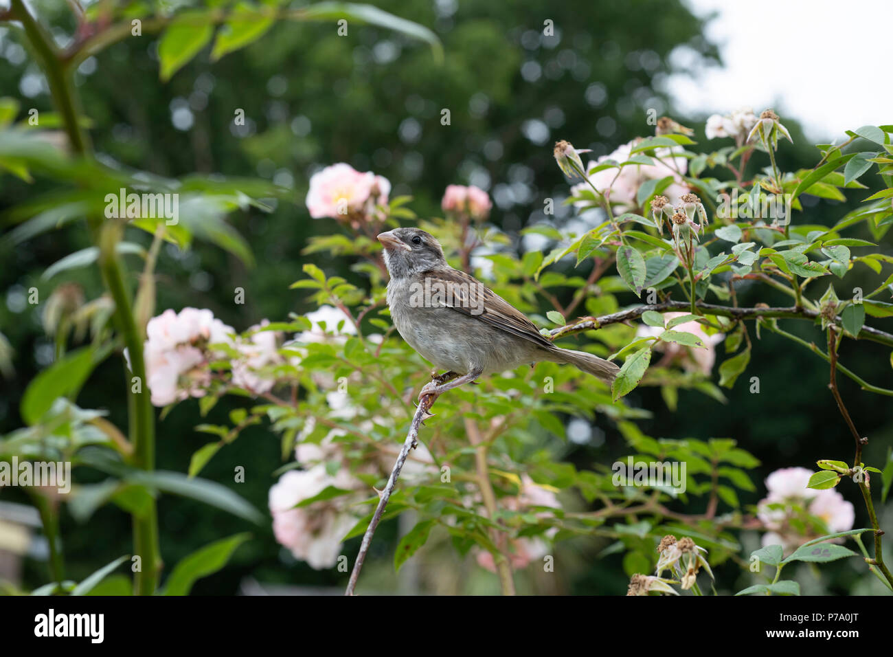 Brown house sparrow hi-res stock photography and images - Alamy