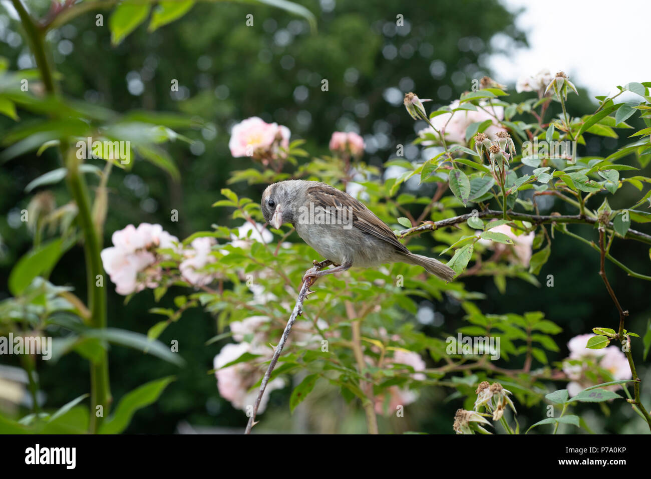 Brown house sparrow hi-res stock photography and images - Alamy