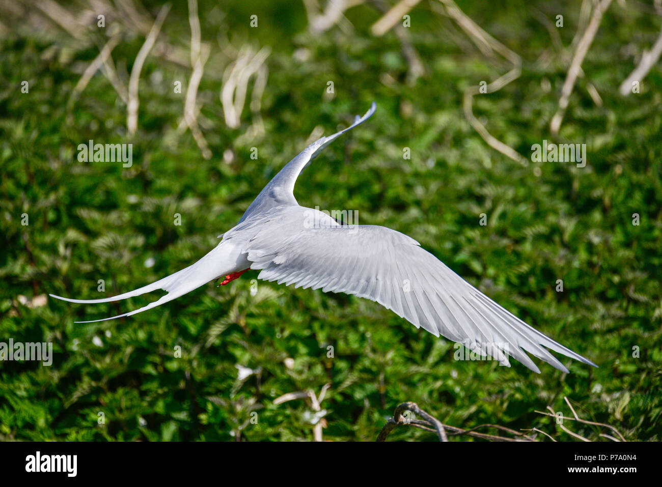 Beautiful Arctic Tern Sterna Paradisaea in flight in blue sky Stock ...