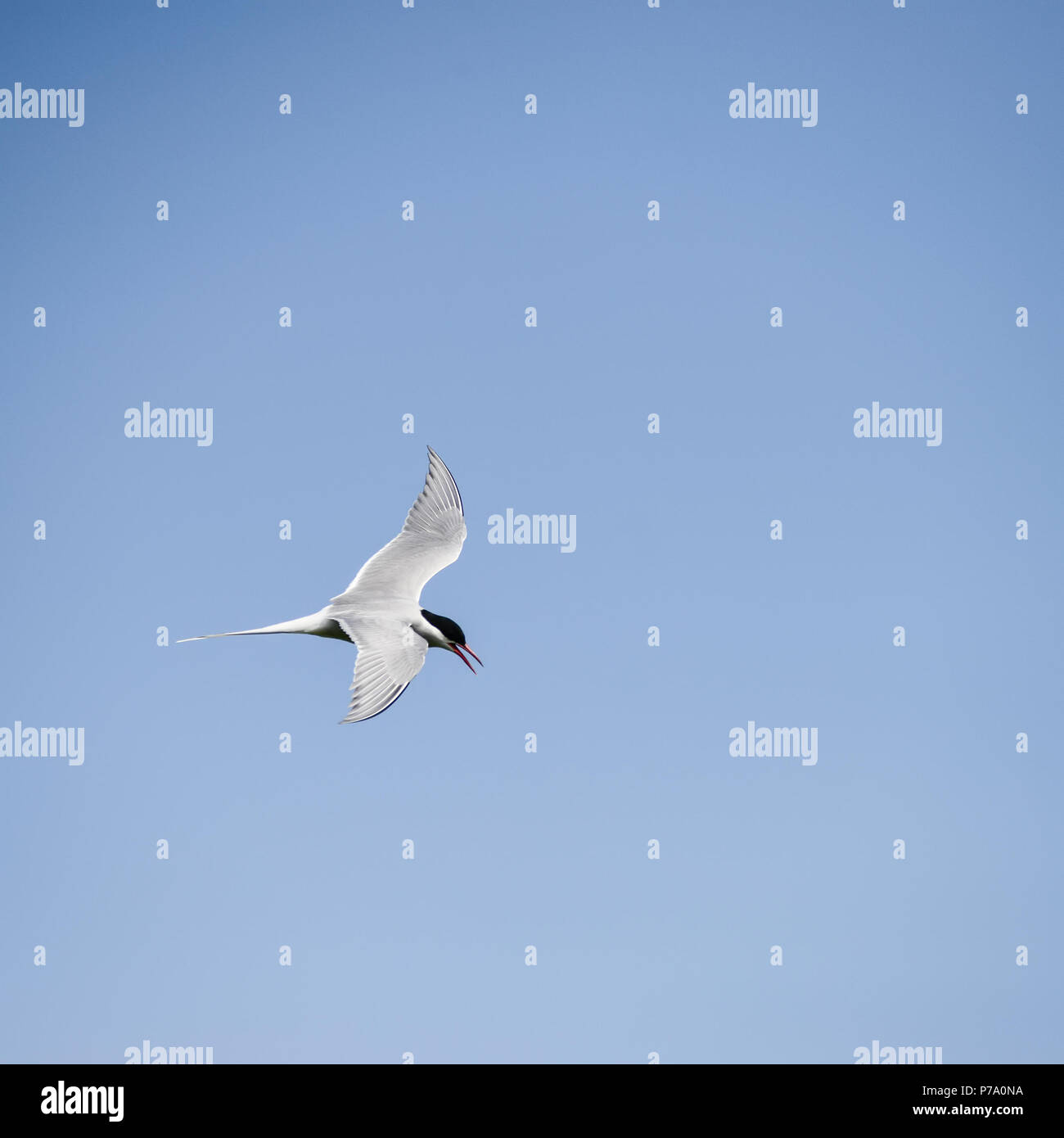 Beautiful Arctic Tern Sterna Paradisaea in flight in blue sky Stock ...