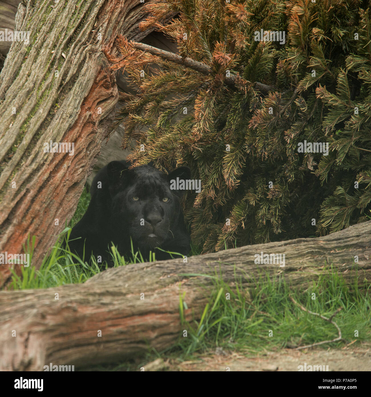 Stunning portrait of black panther panthera pardus in colorful ...