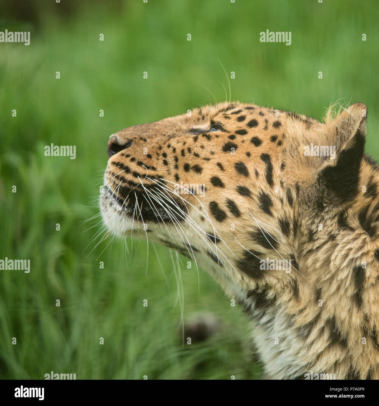 Stunning close up portrait of Jaguar panthera onca in colorful vibrant ...