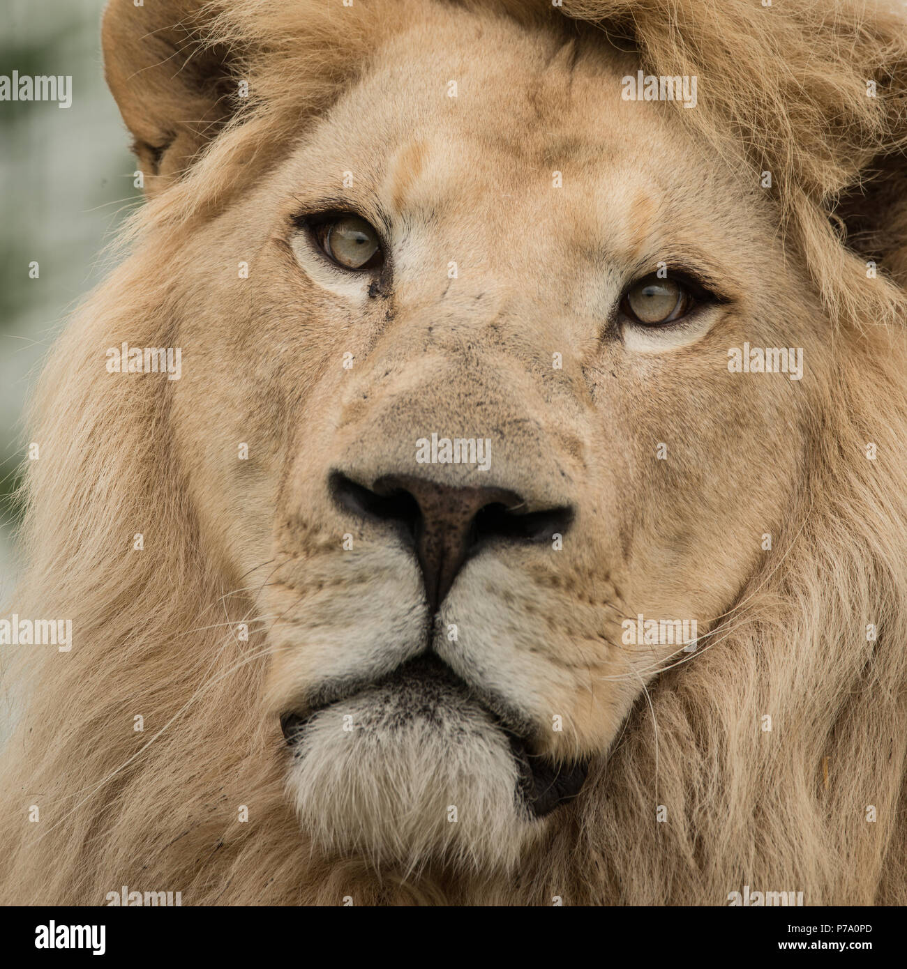 Stunning intimate portrait of white Barbary Atlas Lion Panthera Leo ...