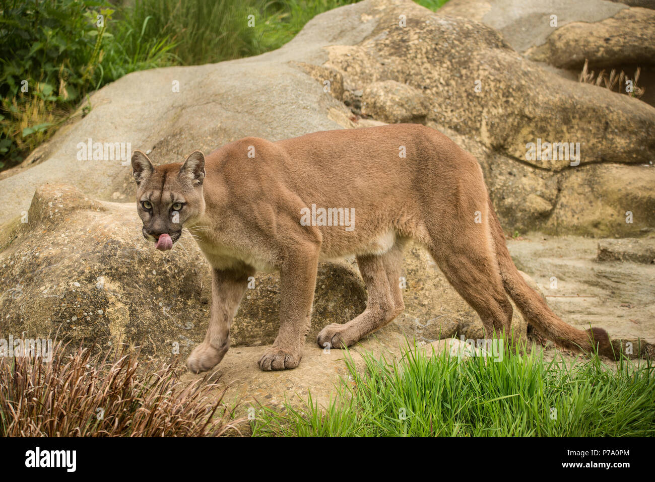 Beautiful image of Puma Concolor among rocks in colorful landscape ...
