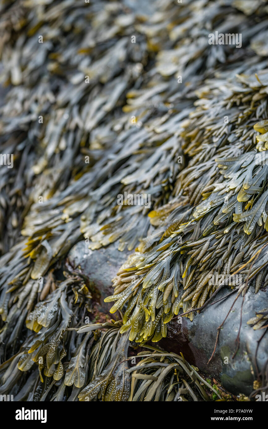 Seaweed Underwater Uk Stock Photos & Seaweed Underwater Uk Stock Images ...