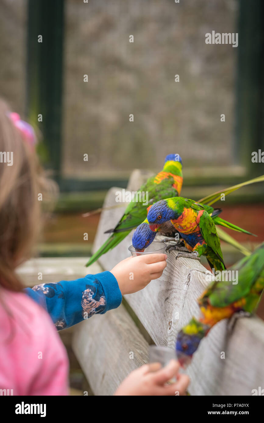 Little boy and girl feeding sweet nectar to Colourful parrot Rainbow ...