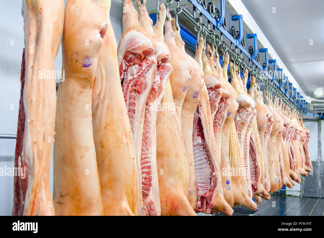 The meat factory. Pork hanging on hooks. Pork carcasses in the workshop ...
