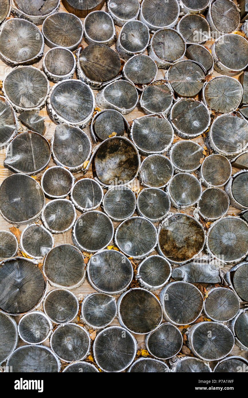 The background consists of round cut trunks and branches of a birch ...