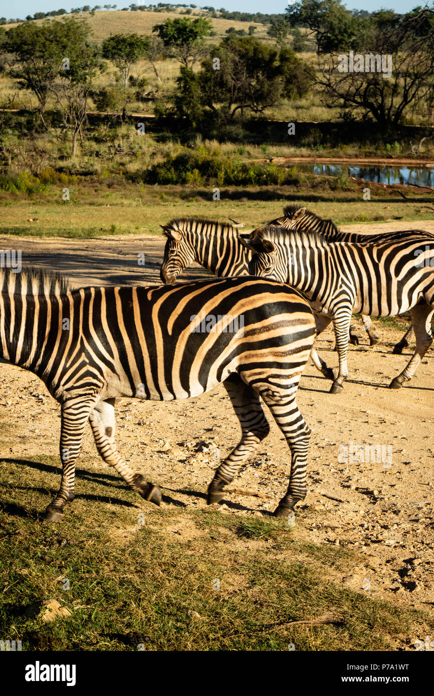 Zebras crossing a dirt road at the Lion and Safari Park in ...