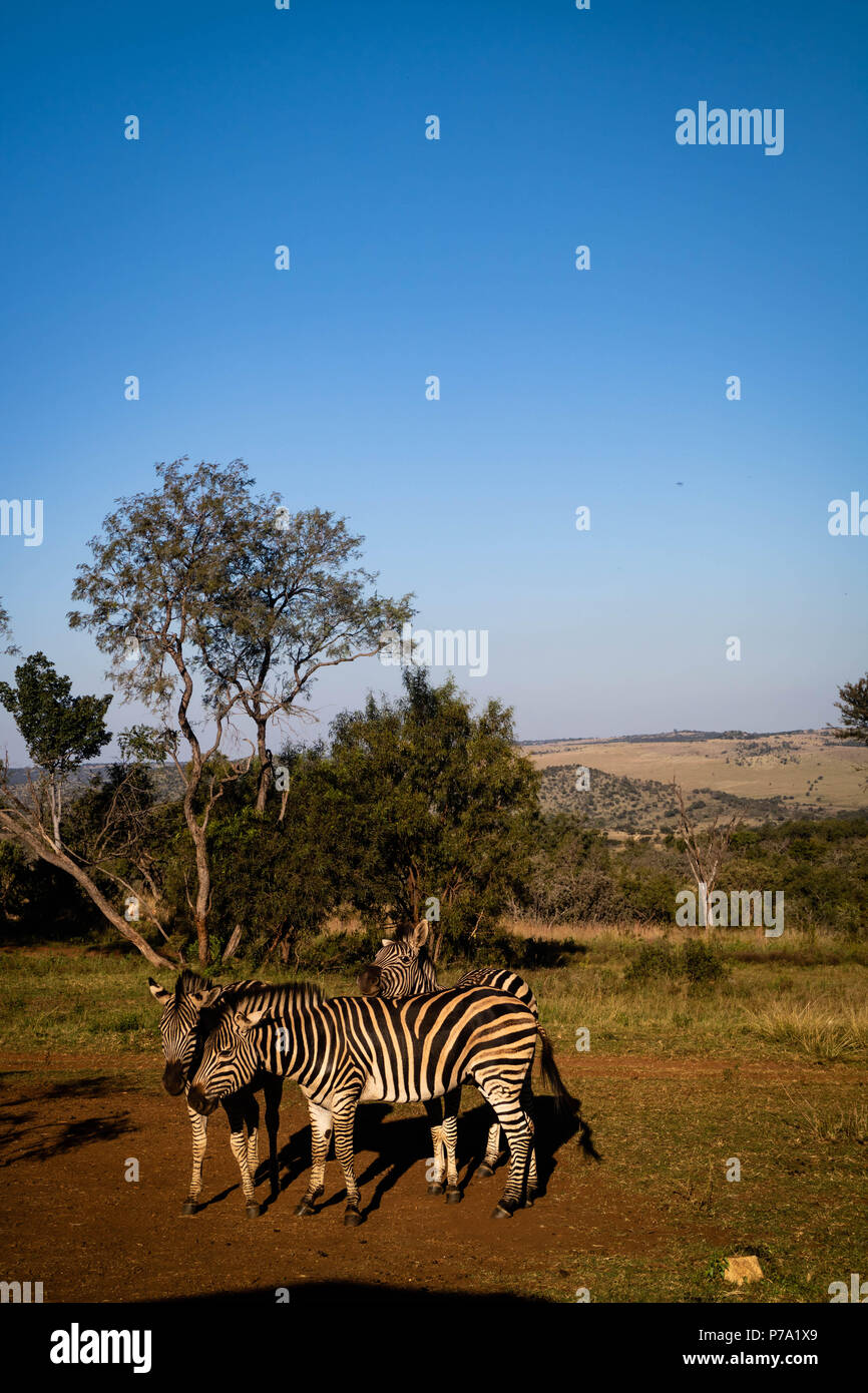 Zebra standing in front of a tree under a clear blue sky at the Lion ...