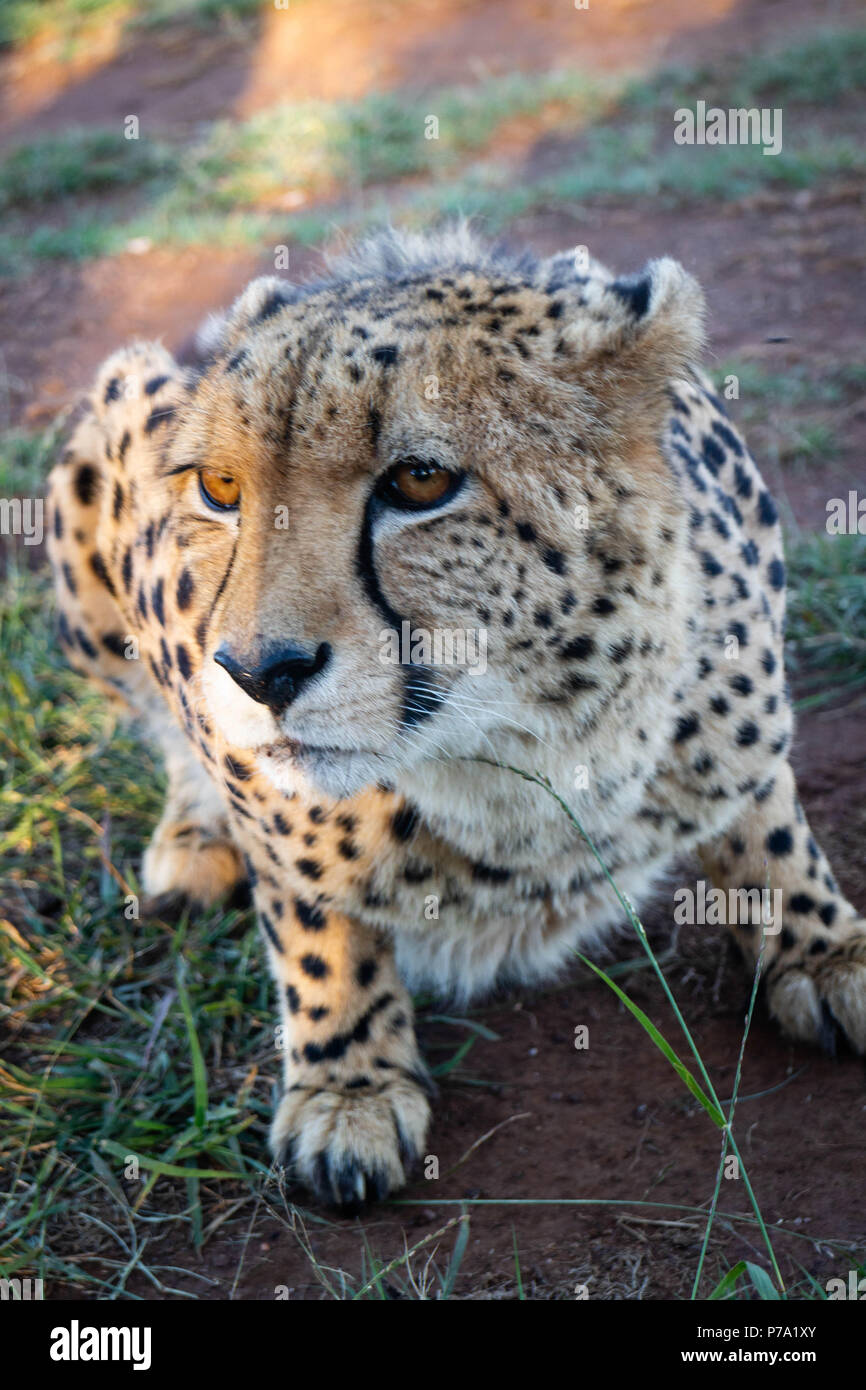 A cheetah crouching in the shade at the Lion and Safari Park in ...