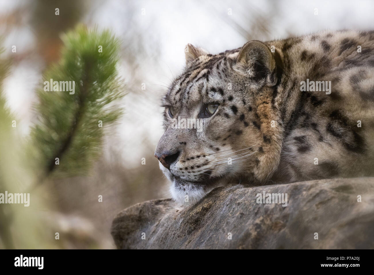 Snow leopard habitat hi-res stock photography and images - Alamy
