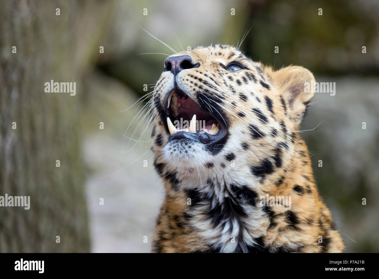 Young adult Amur Leopard. A species of leopard indigenous to ...