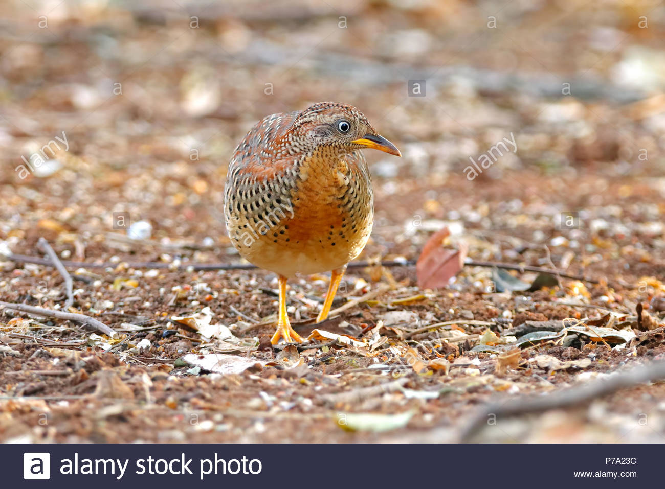 Turnix Stock Photos & Turnix Stock Images - Alamy