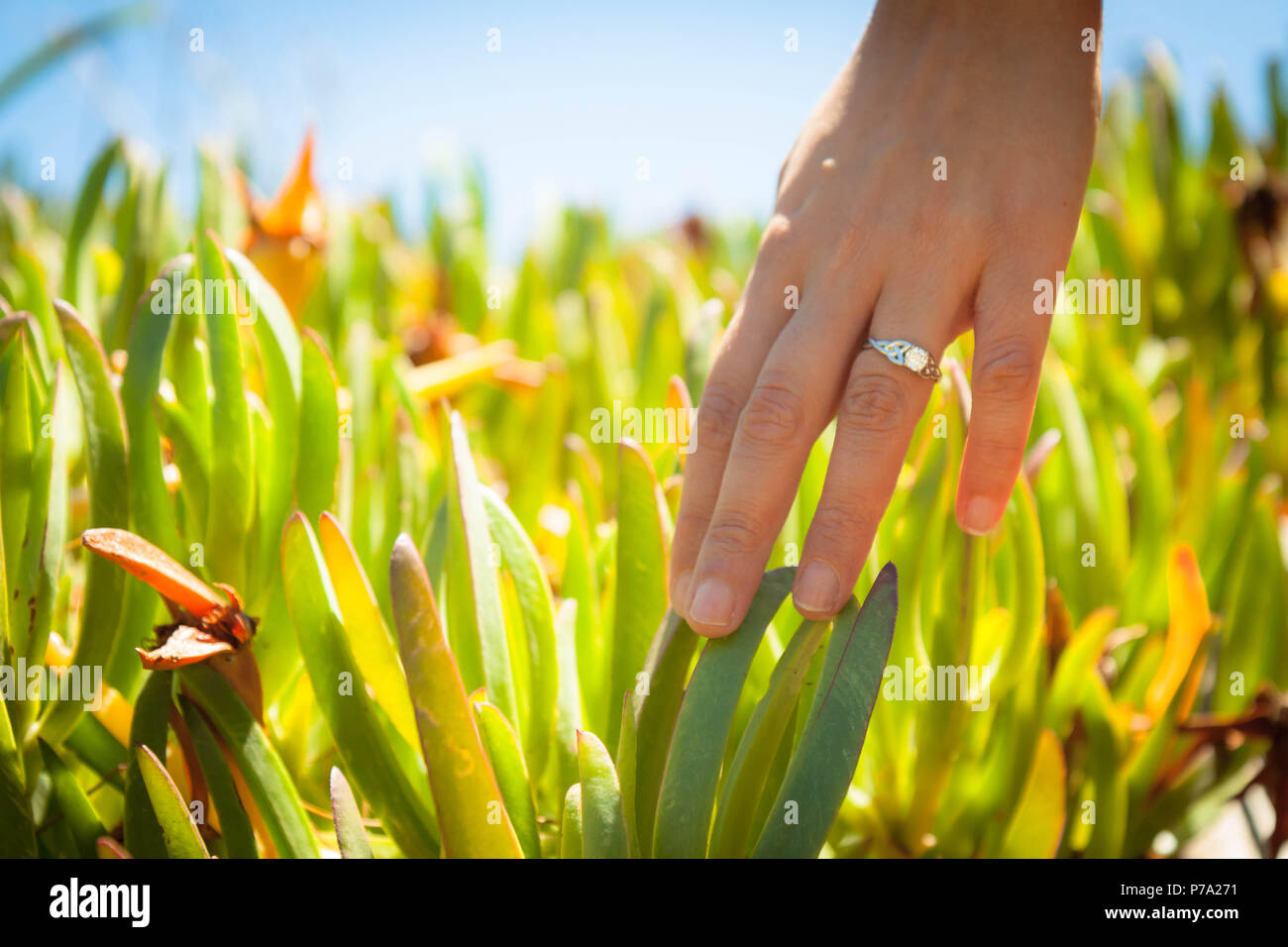 A hand wearing a platinum diamond engagement ring brushing over green ...