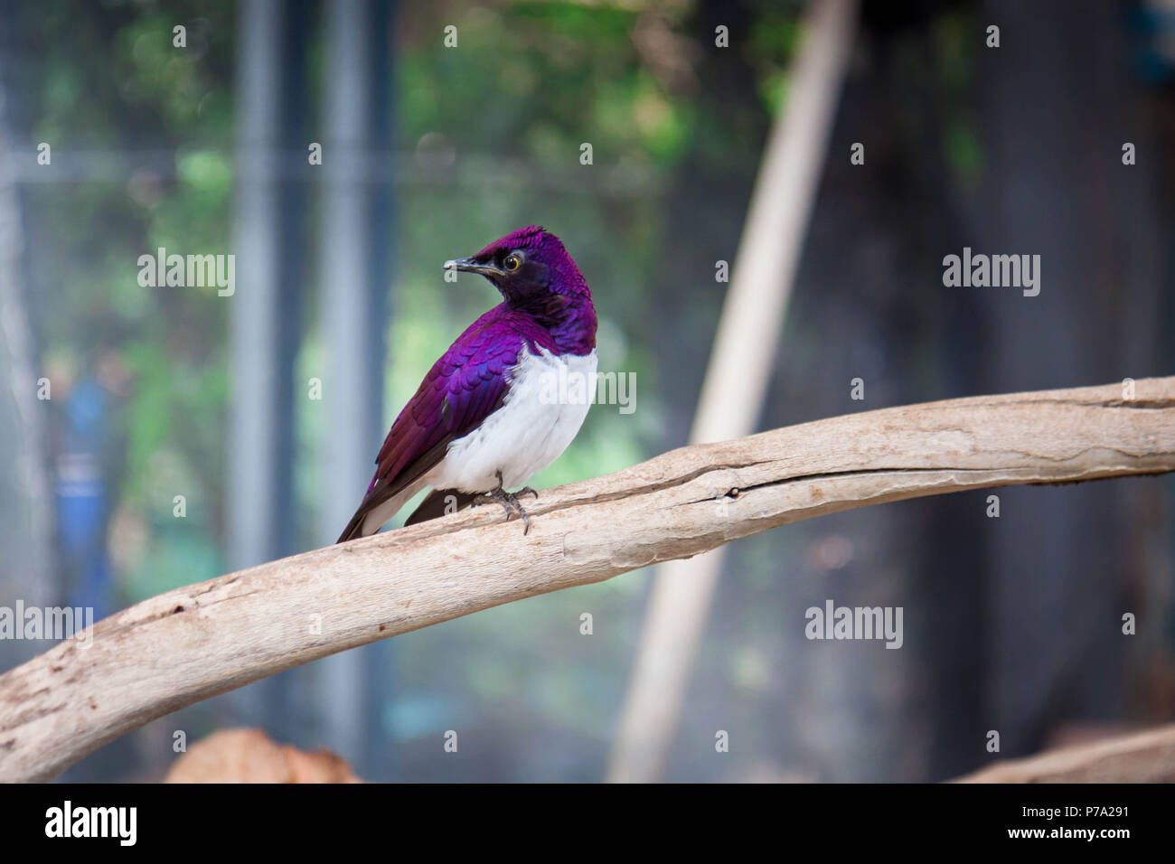 A purple and white bird sitting on a branch looking backwards Stock ...