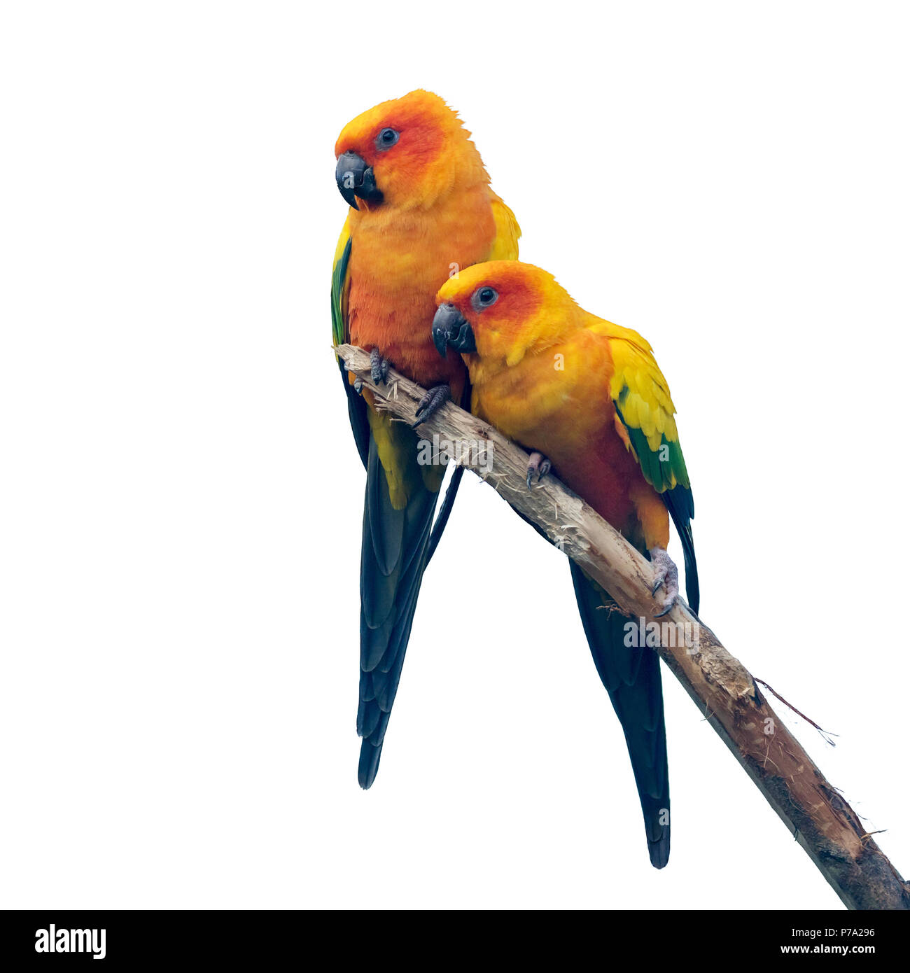 Two Sun Conure parrakeets isolated against white background. The ...