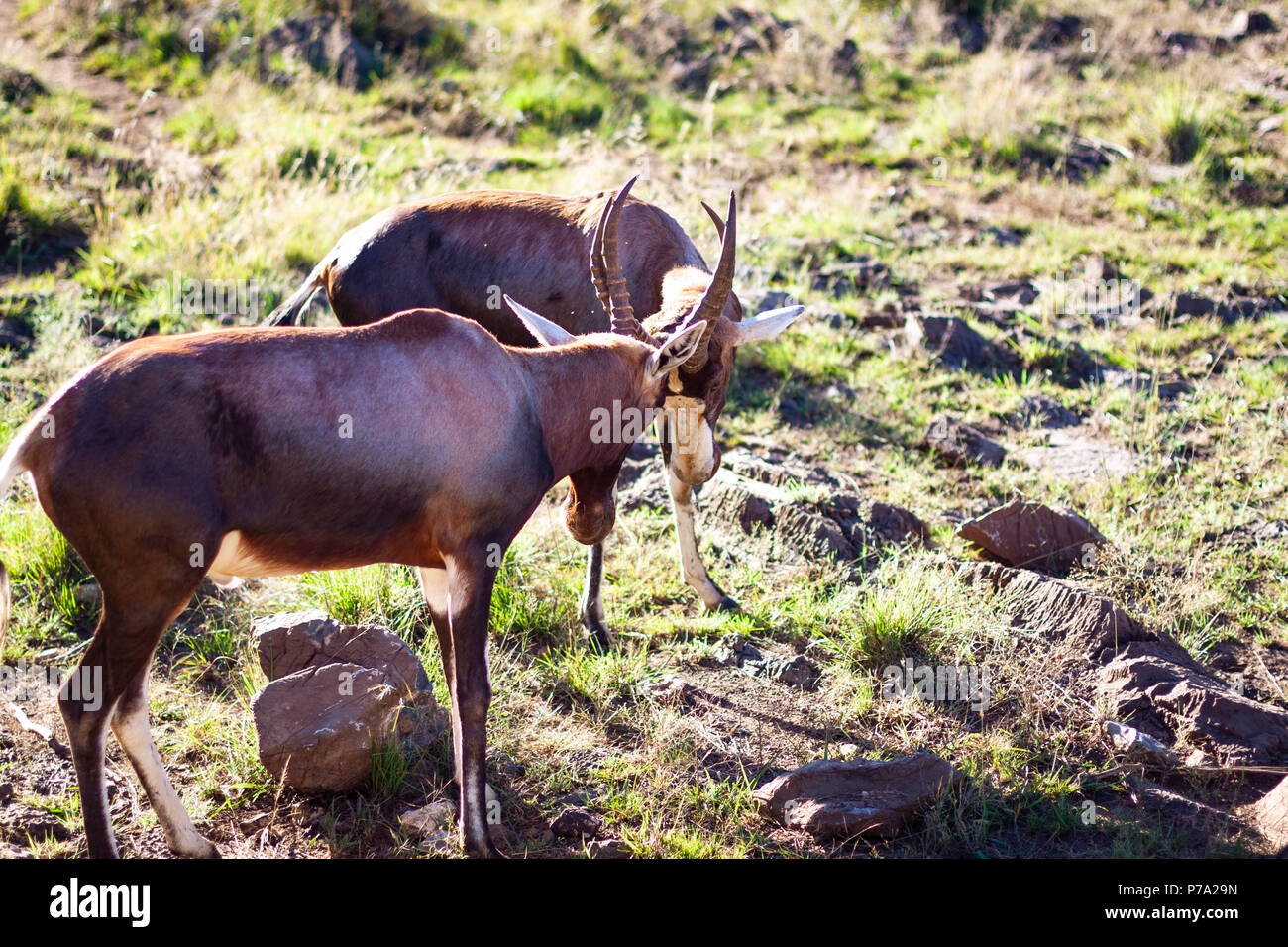 Two antelope sparring with each other in an open grassy field in the ...