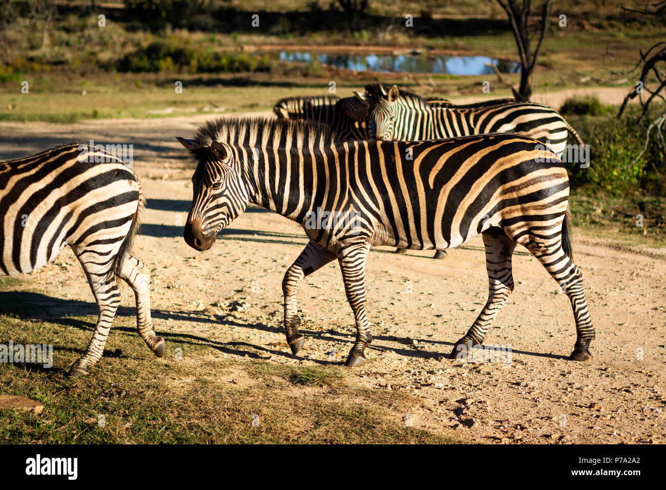 Zebra crossing a dirt road in a nature reserve in Hartbeespoort, South ...