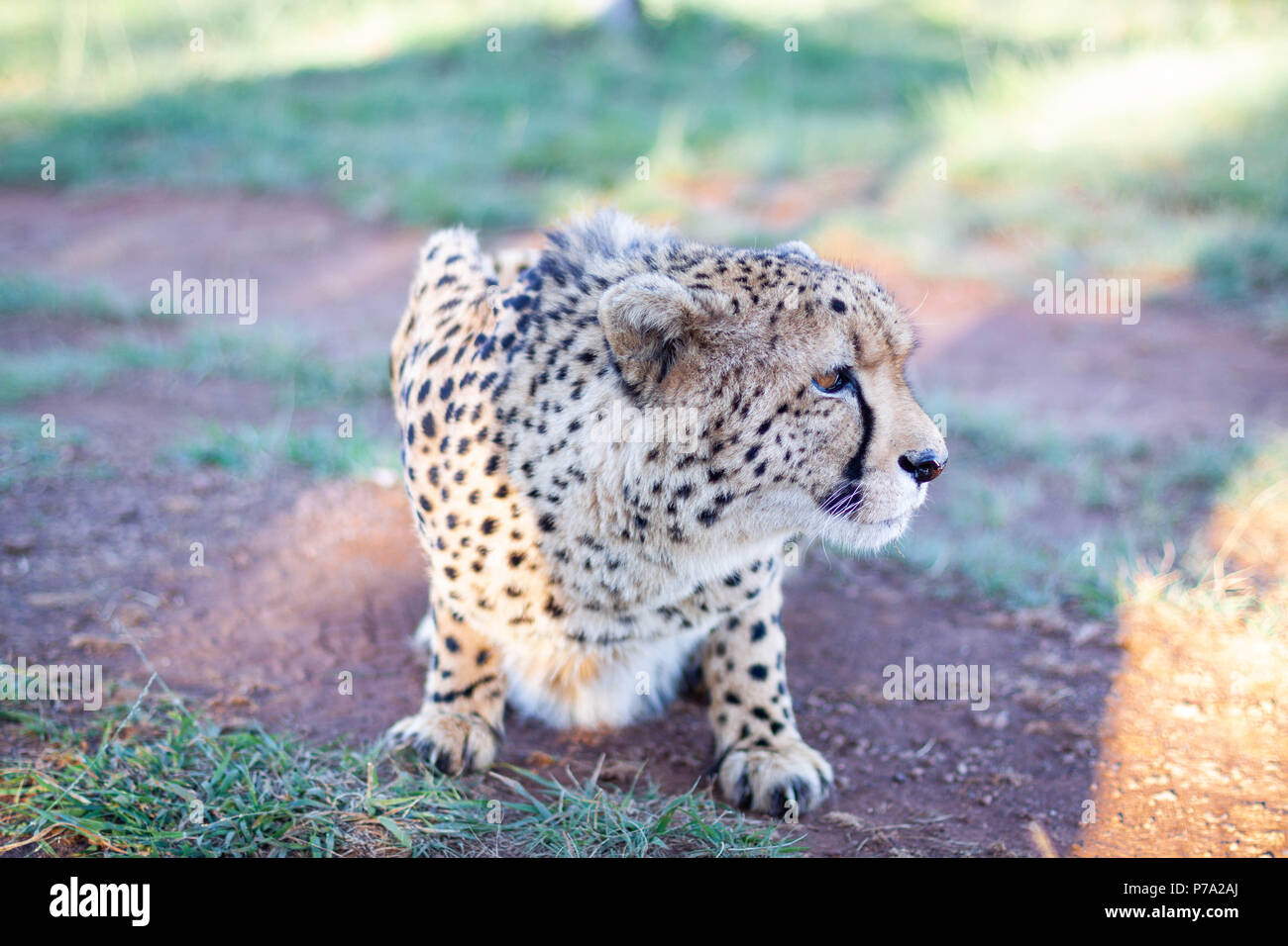 A cheetah crouching in the shade at the Lion and Safari Park in ...